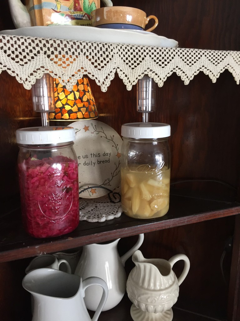 Experimenting with Yacon, Part 2 – Narrow Passage Permaculture